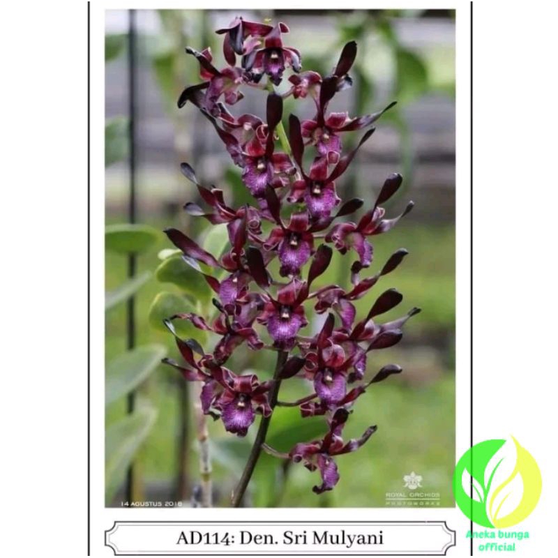 Jual BUNGA ANGGREK DENDROBIUM SRI MULYANI / TANAMAN HIAS POHON SEEDLING ...