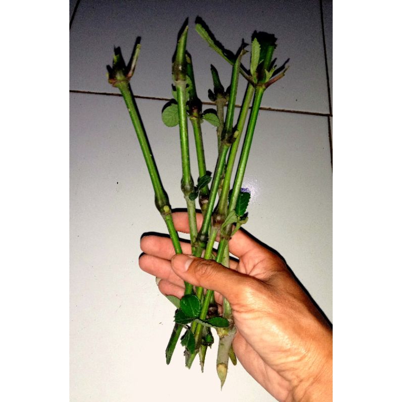 Jual Stek/Bibit Keji Beling/Batang/ 1 pcs | Shopee Indonesia