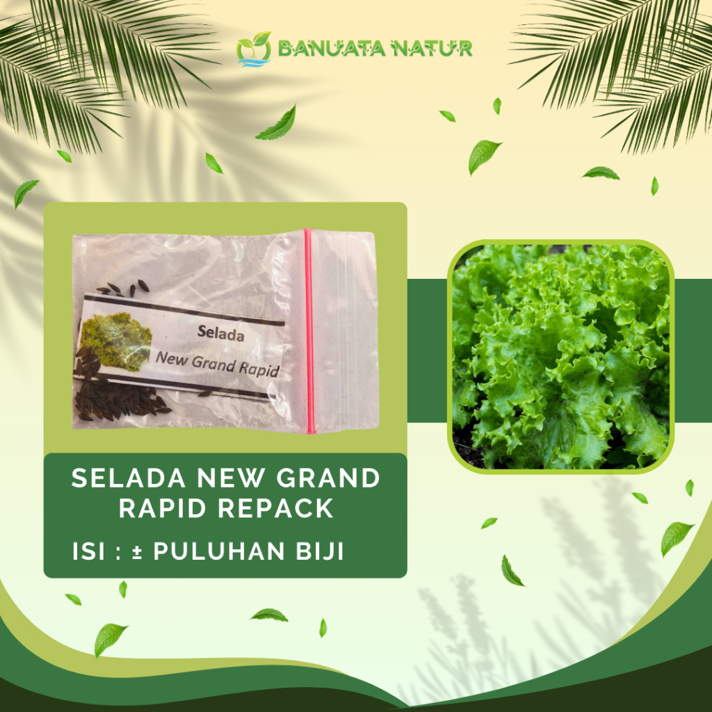 Jual Benih Bibit Selada Hijau New Grand Rapid Known You Seed Repack - Banuata | Shopee Indonesia
