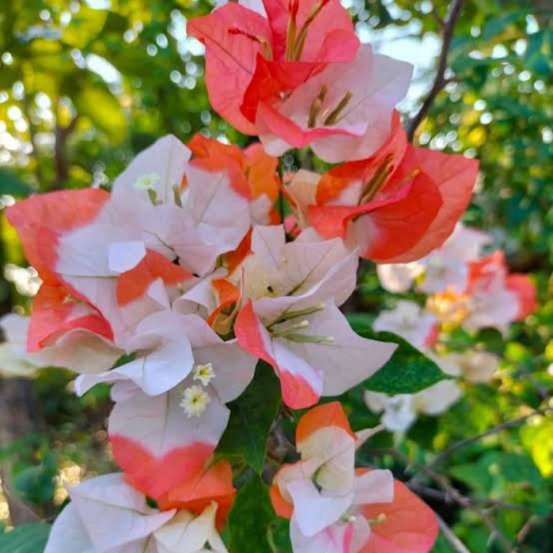 Jual Tanaman Hias Boungenville Maharani Sudah Cukup Langka Shopee