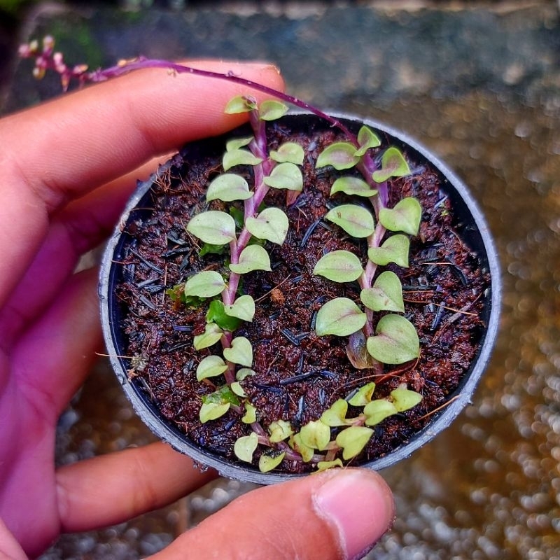 Jual Anggrek Tanah / jewel orchid Malaxis commelinifolia tanaman ...