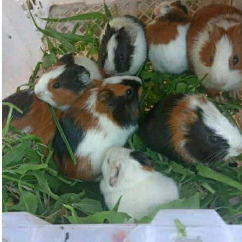 Jual Marmut Lokal / American / Guinea Pig / Marmut Anakan | Shopee ...
