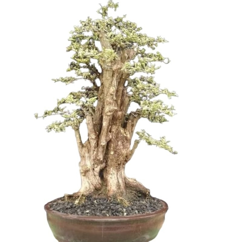 Jual Bahan Bonsai Teh Tehan/Acalypha Siamensis | Shopee Indonesia