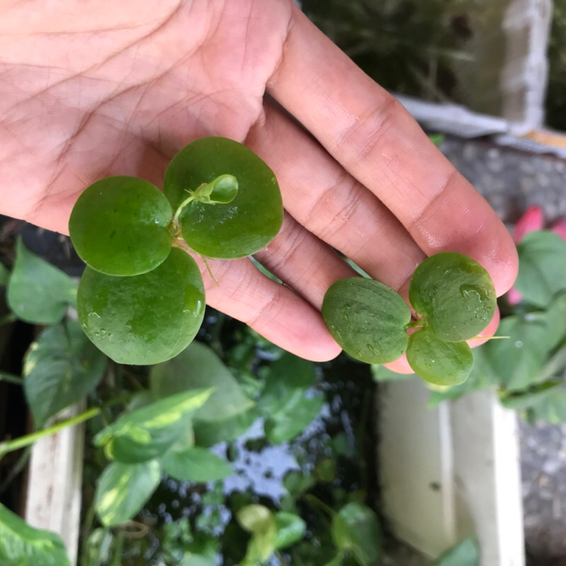 Jual Tanaman air aquascape Amazon Frogbit Hijau Segar | Shopee Indonesia
