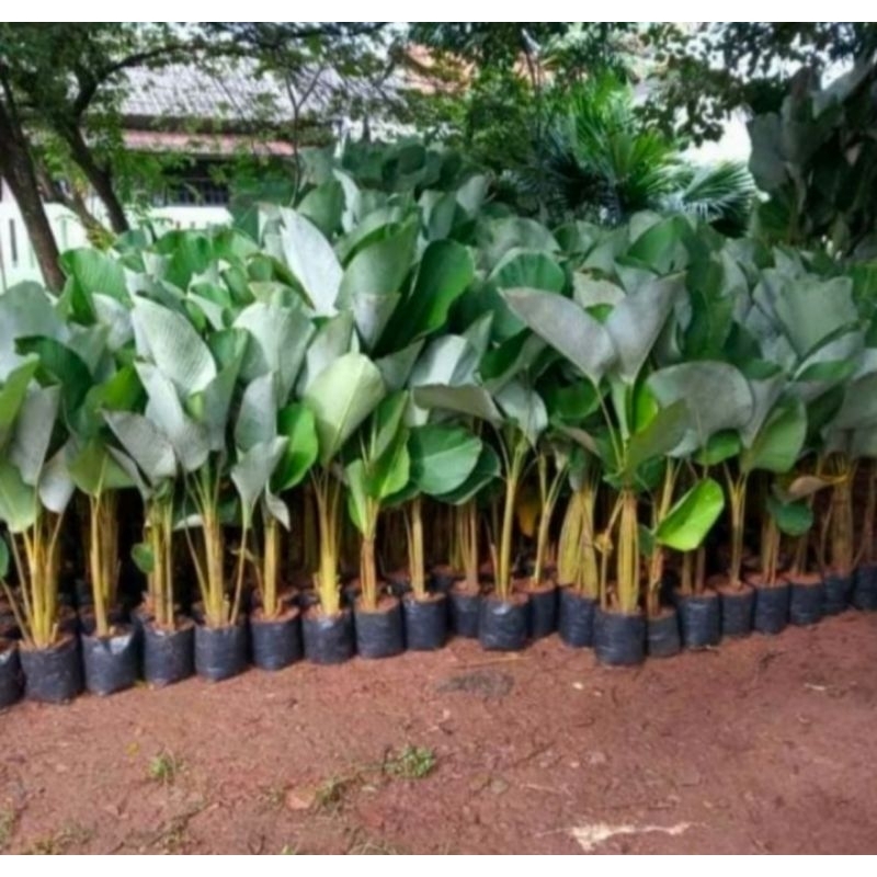 Jual Tanaman Pisang Calathea Tanaman Calathea Luthea Pohon Pisang ...