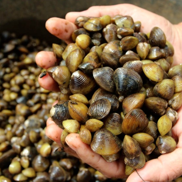 Jual Kerang Remis Hidup Laya Pensi Haremis Air Tawar Kerang Sungai ...