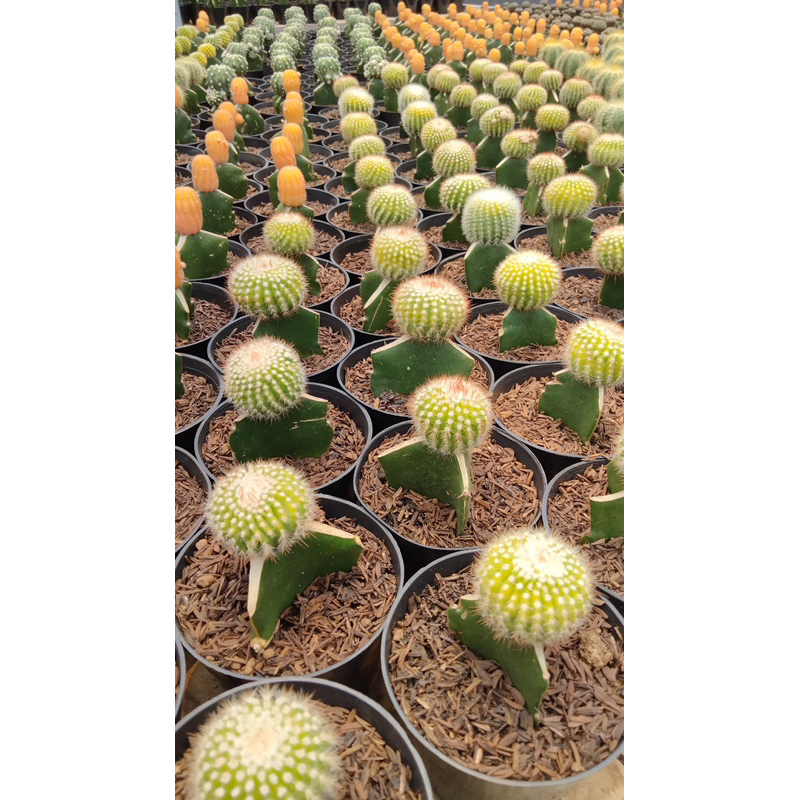 Jual Cactus murah | Shopee Indonesia