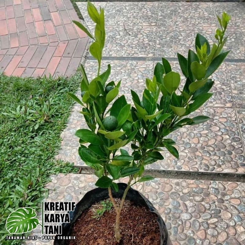 Jual Tanaman buah jeruk limo - Pohon jeruk limau limo | Shopee Indonesia
