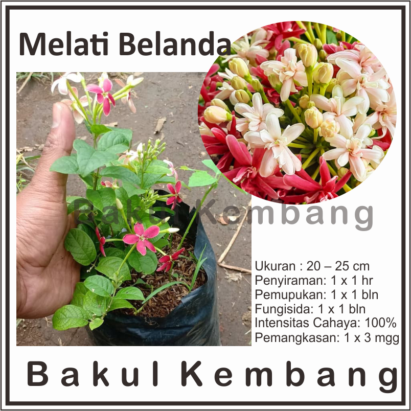 Jual Bibit pohon melati belanda (Plumeria spp.) -Tanaman hias - BAKUL ...