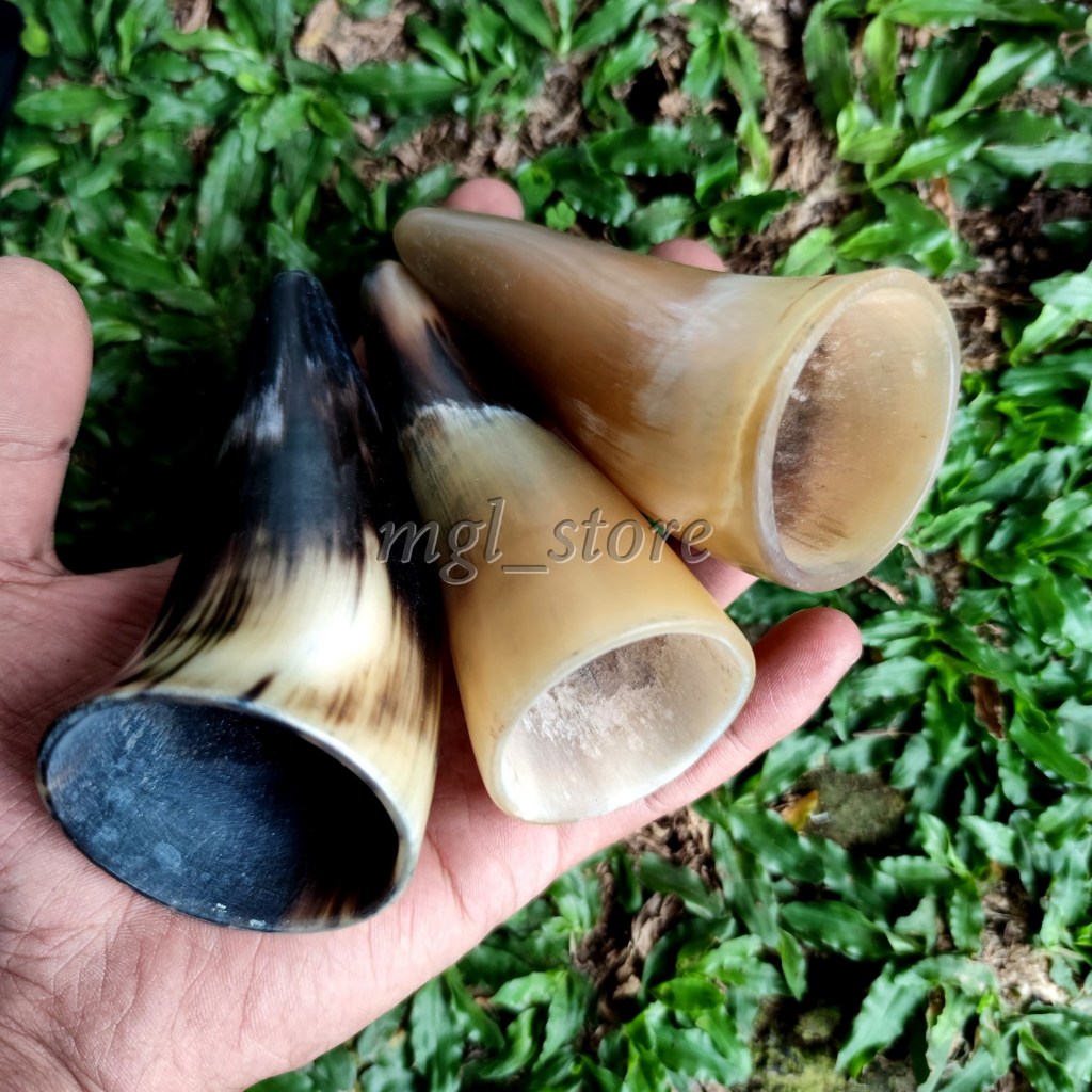 Jual Kop bekam mini tanduk sapi asli / alat bantu kesehatan tradisional ...