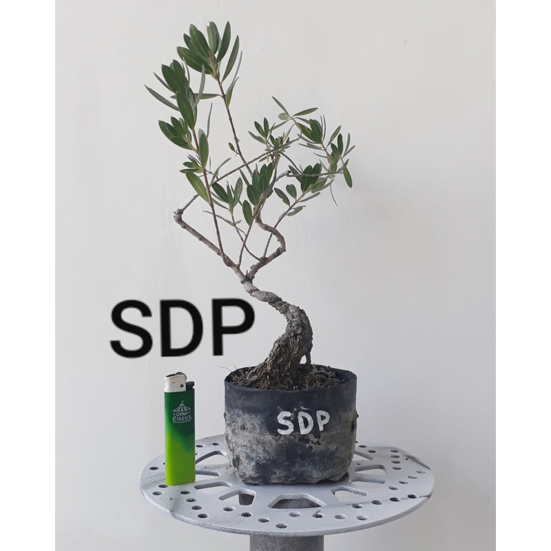 Jual Santigi SDP | Shopee Indonesia