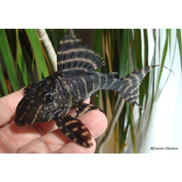 Jual pleco L226 panaqulos changae / iquitos tiger pleco ikan sapu hias ...