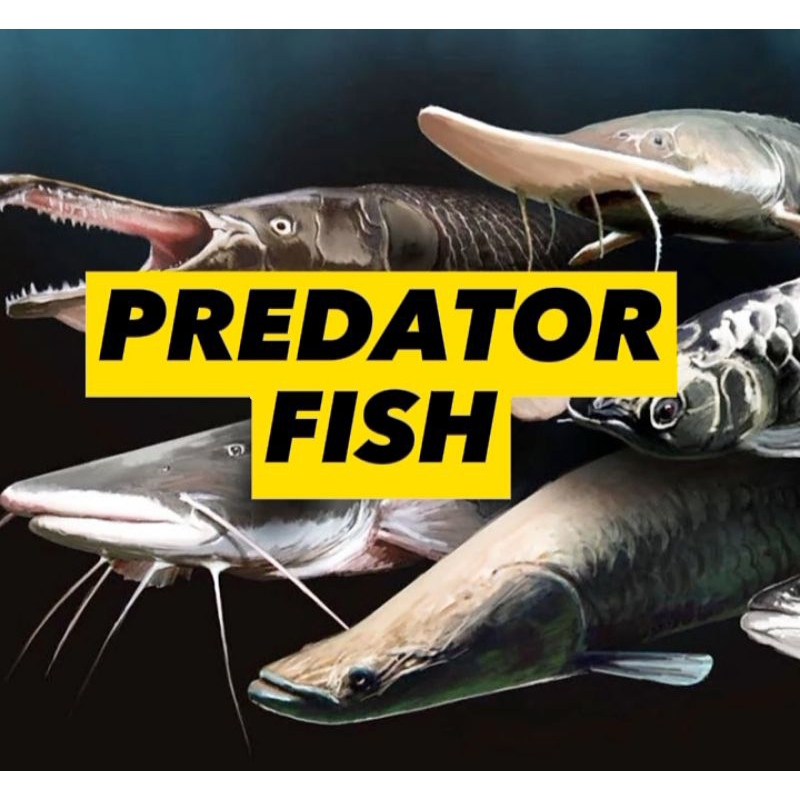 Jual Sticker Predator | Shopee Indonesia