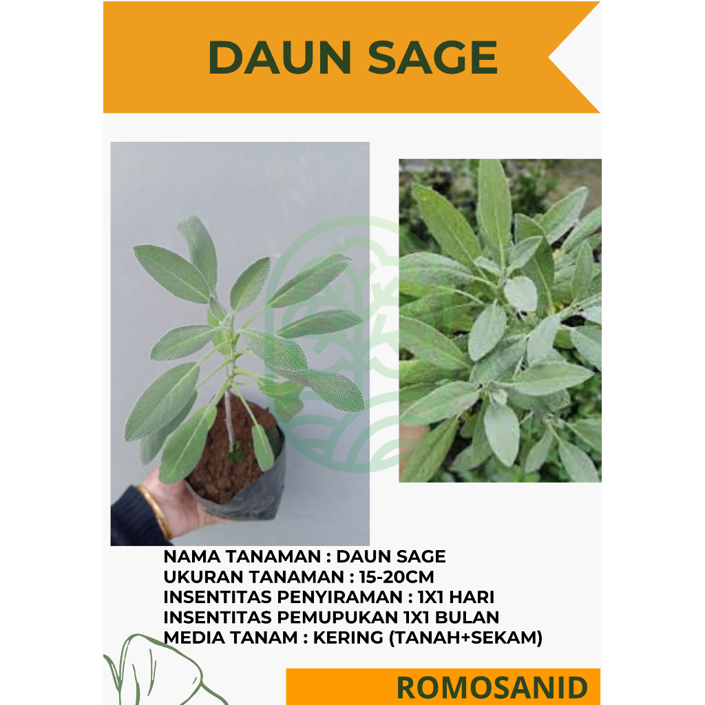Jual Tanaman Herbal / Rempah dan Penyedap Daun Sage (Salvia Officinalis ...