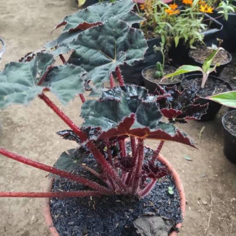 Jual begonia red velvet | Shopee Indonesia