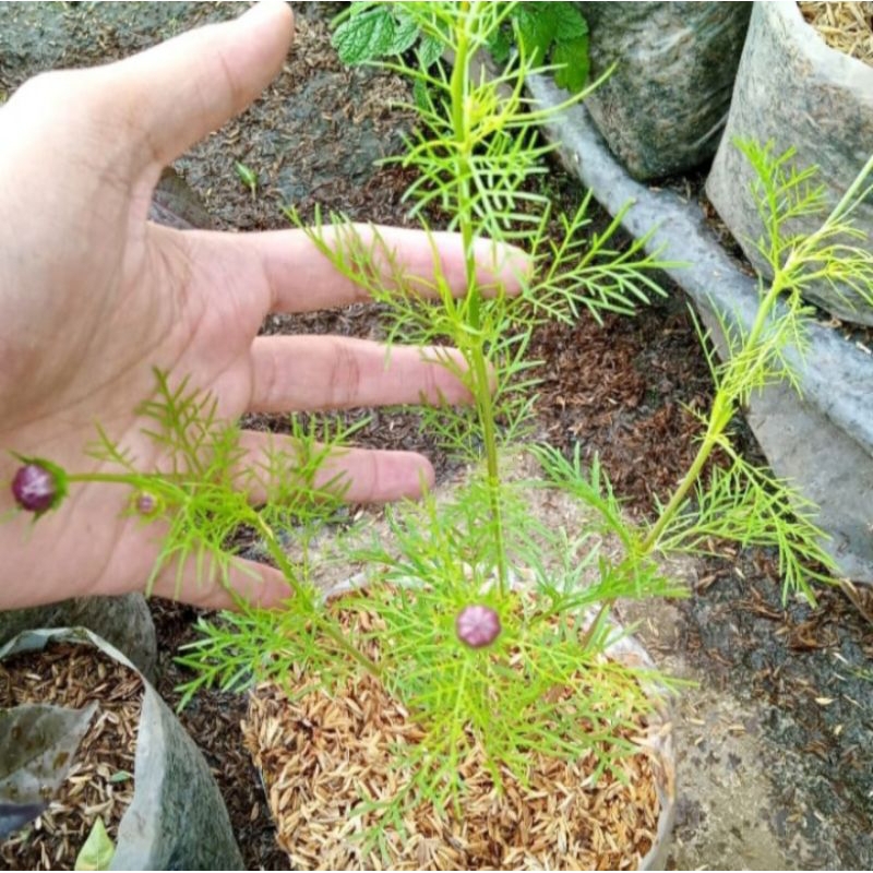 Jual Tanaman Cosmos bipinnatus bunga pink | Shopee Indonesia