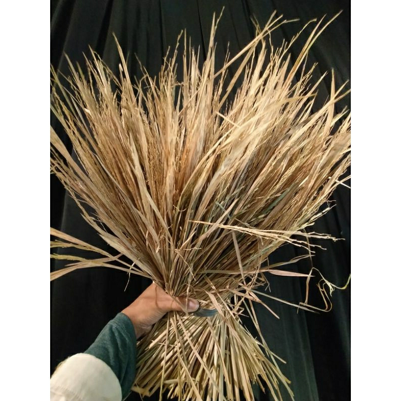 Jual padi kering | bunga padi rustic | rumput kering padi | bahan ...