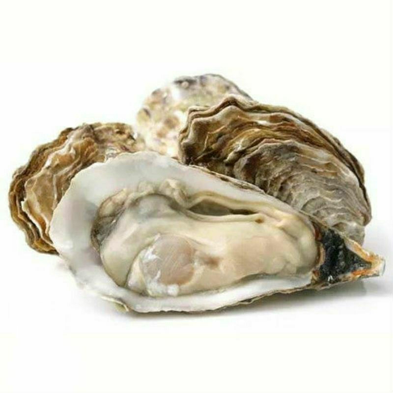 Jual Kerang Tiram / Oyster Hidup Asli Laut | Shopee Indonesia