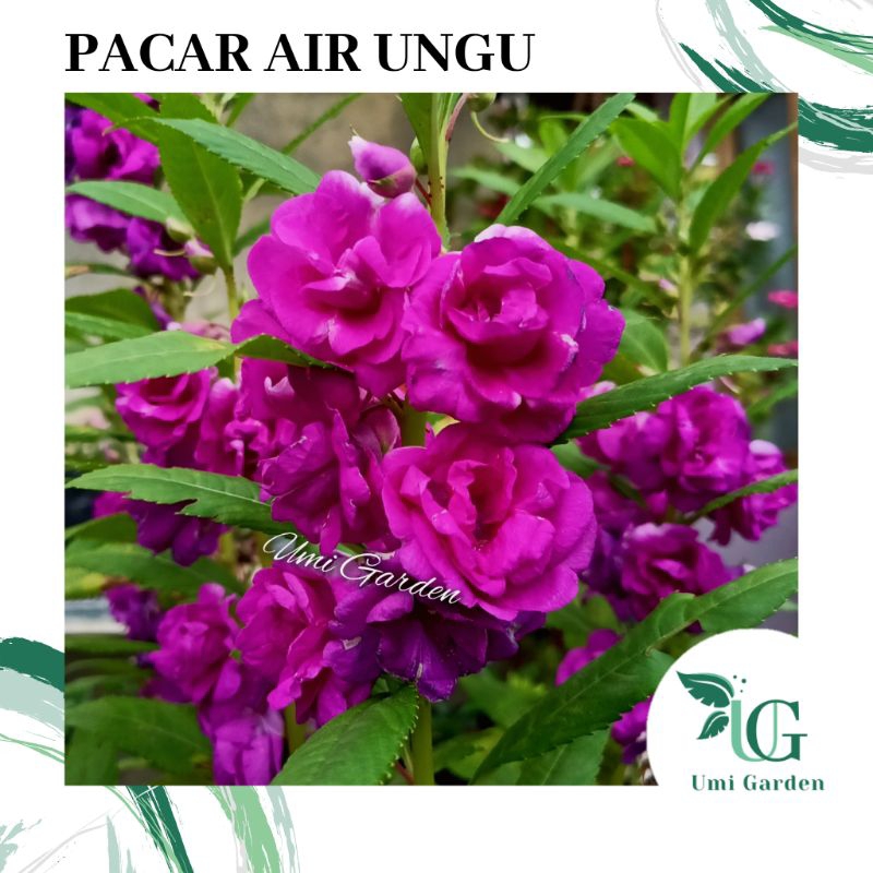 Jual 50 Biji Benih Bunga Pacar Air Ungu Impatiens Rose Balsamina ...