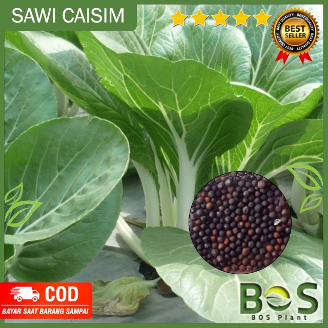 Jual Bosplant - Benih Bibit Sawi Caisim Manis Sayuran Unggul dan Sayur ...