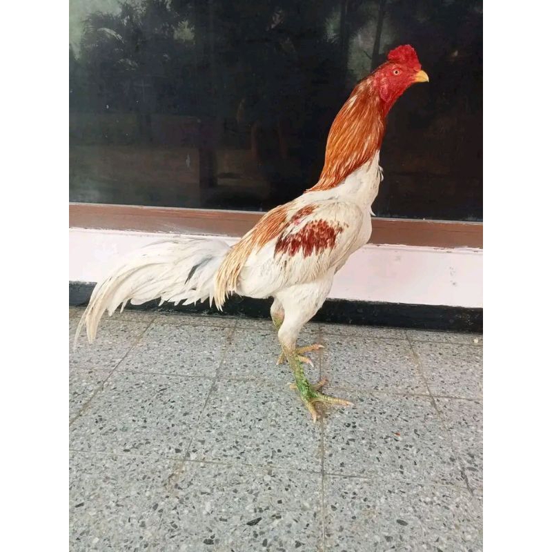 Jual AYAM PLUCKER ( TELUR FRESH FERTIL ) | Shopee Indonesia