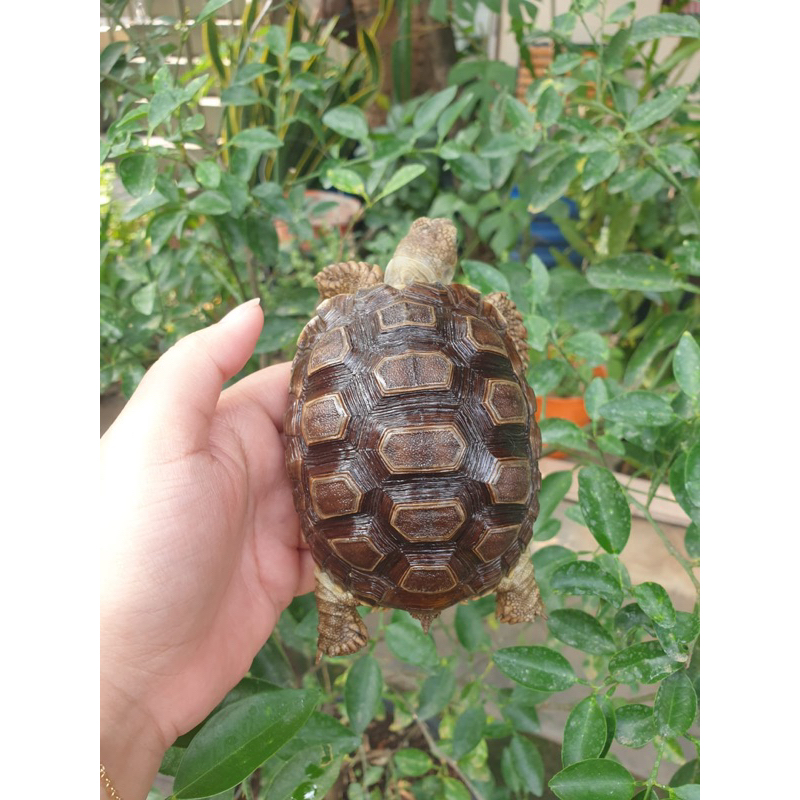 Jual Sulcata Melanistik 10cm | Shopee Indonesia