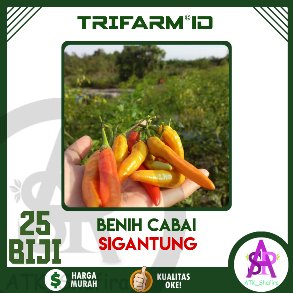 Jual TRIFARM 25 Biji Benih Bibit Cabai Sigantung Kemasan Repack Ziplock | Shopee Indonesia