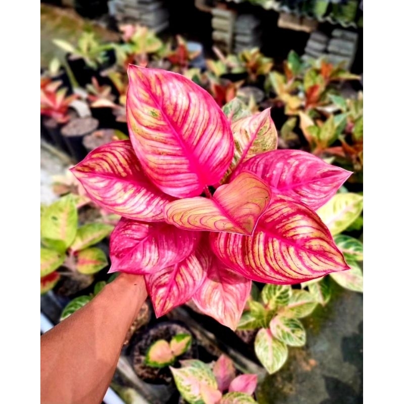 Jual Aglonema Hugges Mutasi Tanaman Hias Aglonema Aglaonema Hugges ... Jual Aglonema Hugges Mutasi Tanaman Hias Aglonema Aglaonema Hugges ...