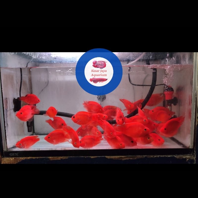 Jual Ikan Red Parrot / Ikan Parrot Merah / Blood Red Parrot Fish / Ikan ...