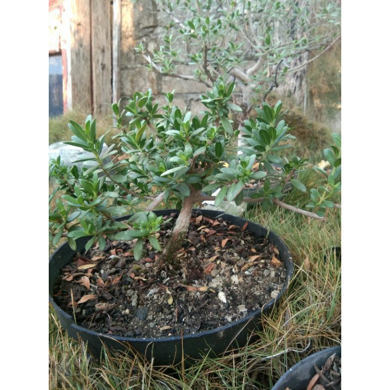 Jual bahan bonsai santigi | Shopee Indonesia