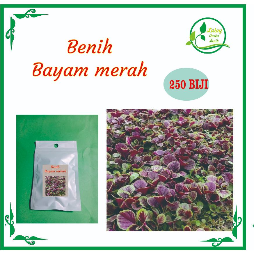 Jual BENIH BAYAM MERAH UNGGUL ISI 250 BIJI | Shopee Indonesia
