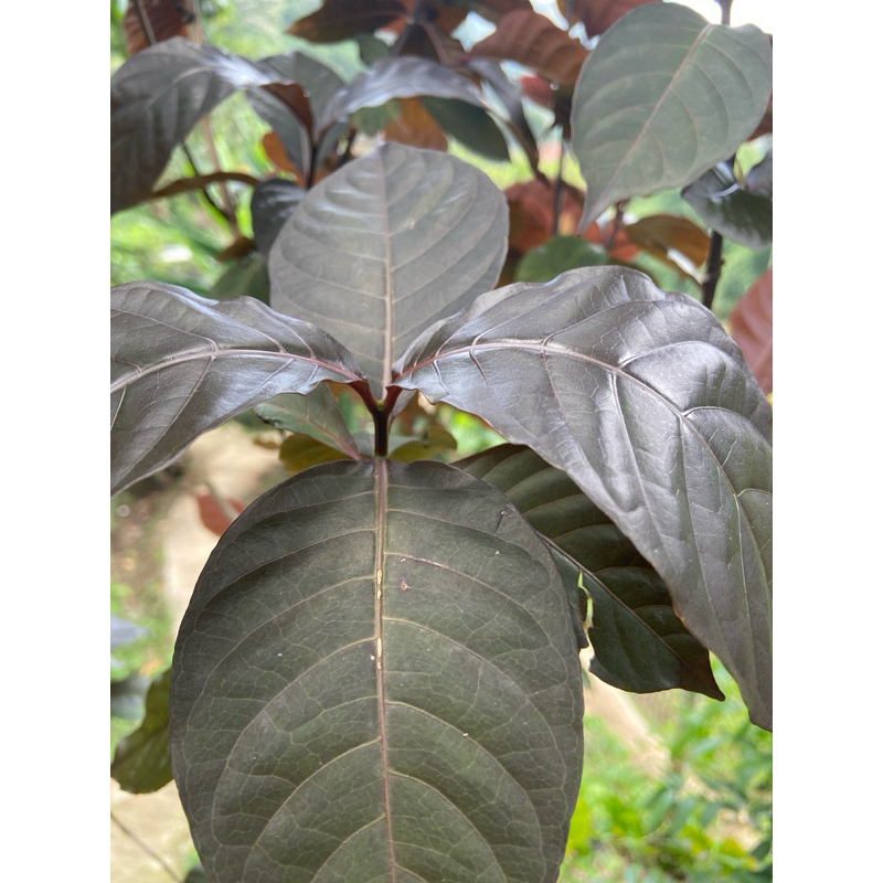 Jual Daun ungu / daun handeuleum 50 lembar pilihan-az | Shopee Indonesia