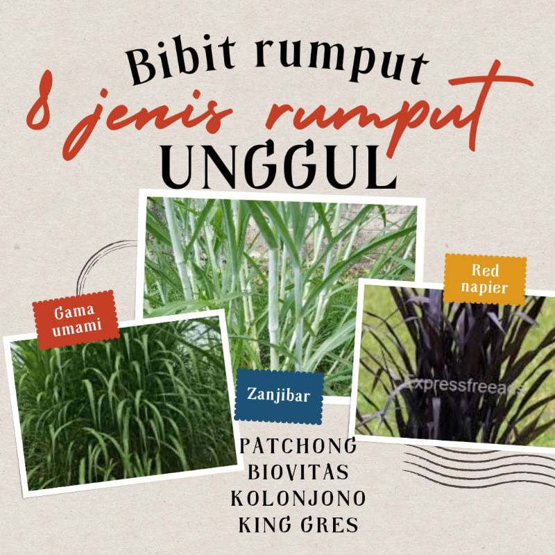 Jual Rumput unggulan. 1 kg.(patchong,Red napier,zanjibar,Biovitas ...