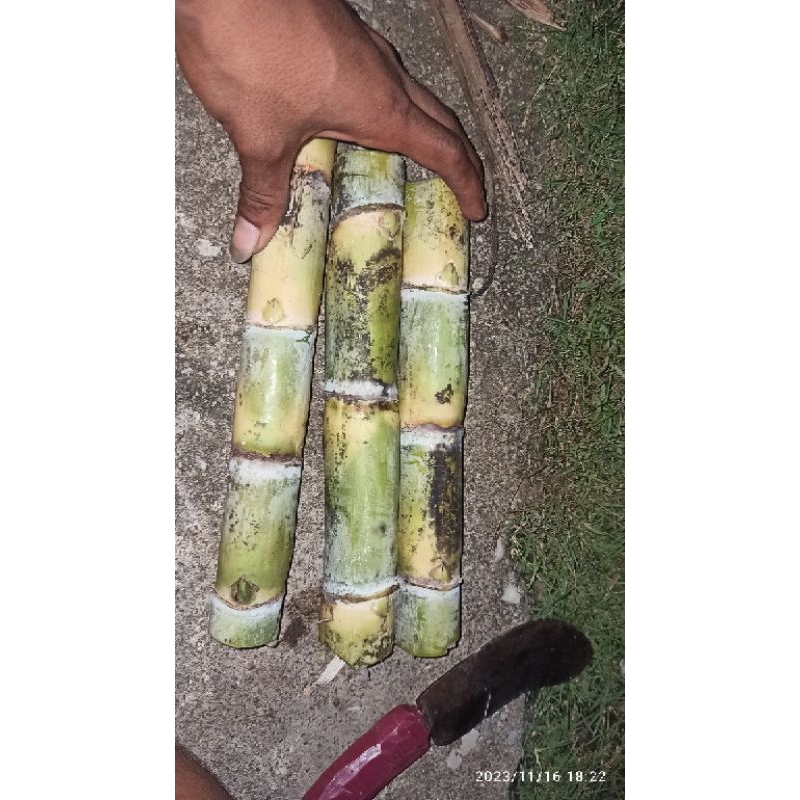 Jual Bibit tebu Sumatra(kuning) | Shopee Indonesia