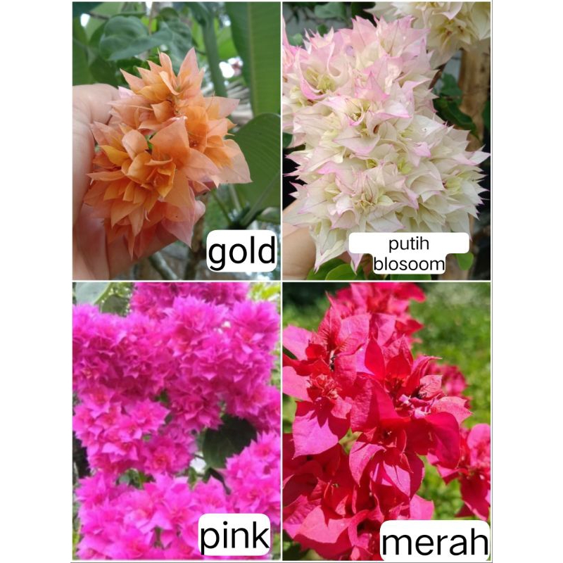 Jual Bougenville Tumpuk Stek Batang Batang Saja Shopee Indonesia