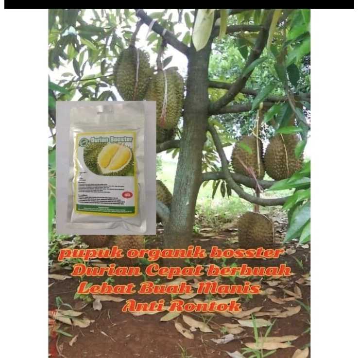 Jual Pupuk Booster Organik Pelebat Buah Durian dan Perangsang Durian Agar Cepat Berbuah Lebat ...