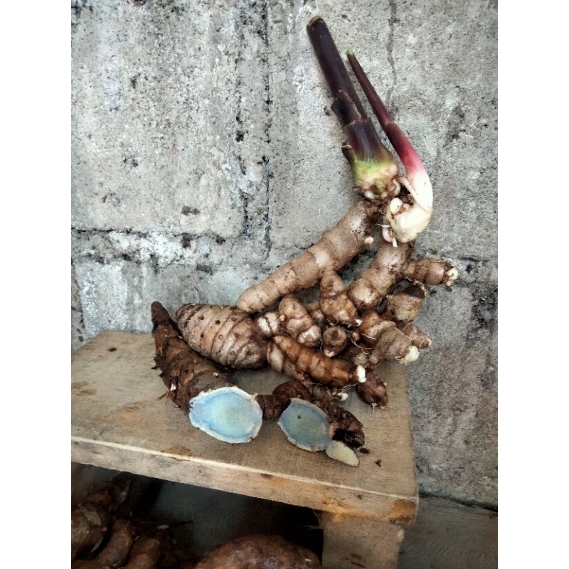 Jual temu ireng | Shopee Indonesia
