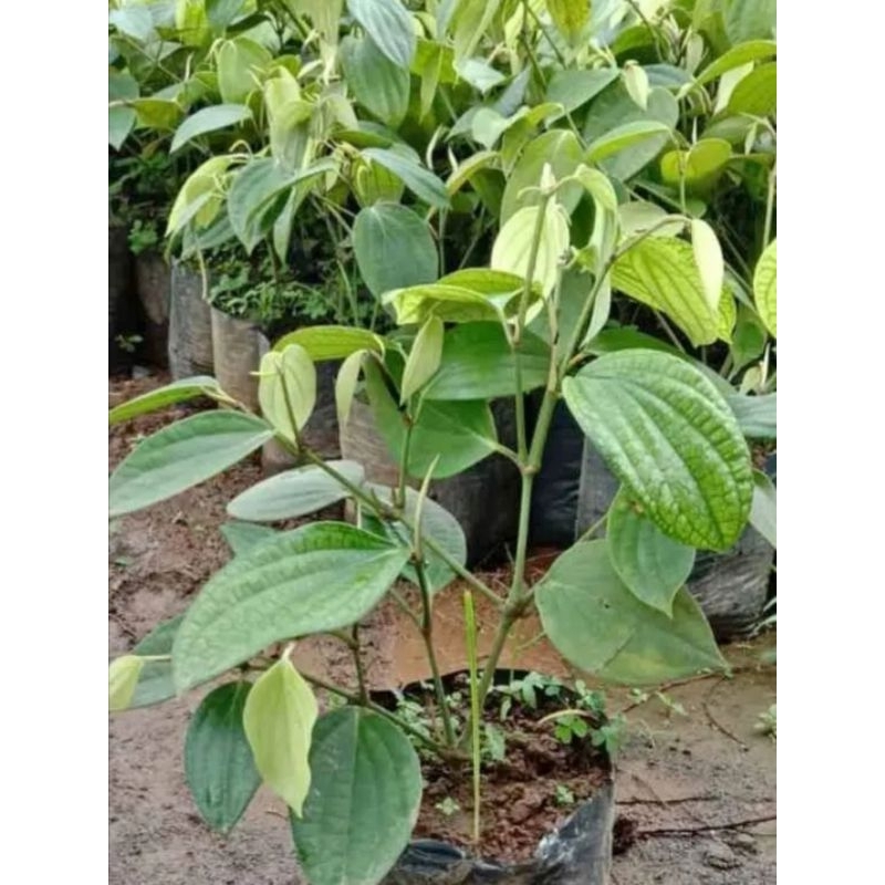 Jual Bibit merica perdeu Bibit lada rempah | Shopee Indonesia
