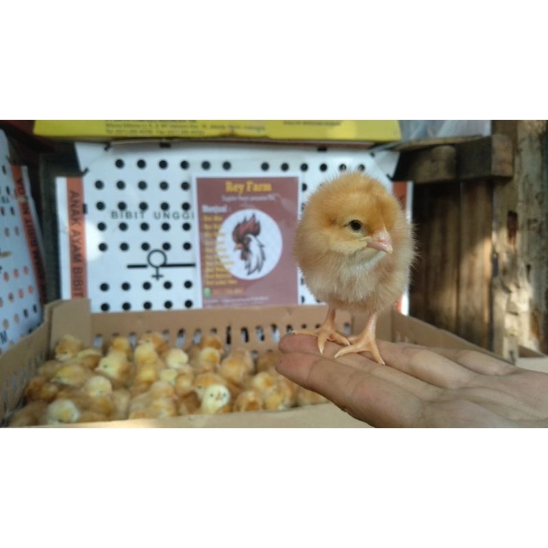 Jual Bibit ayam petelur 1 Box Isi 100 ekor / Doc Layer Betina Petelur ...