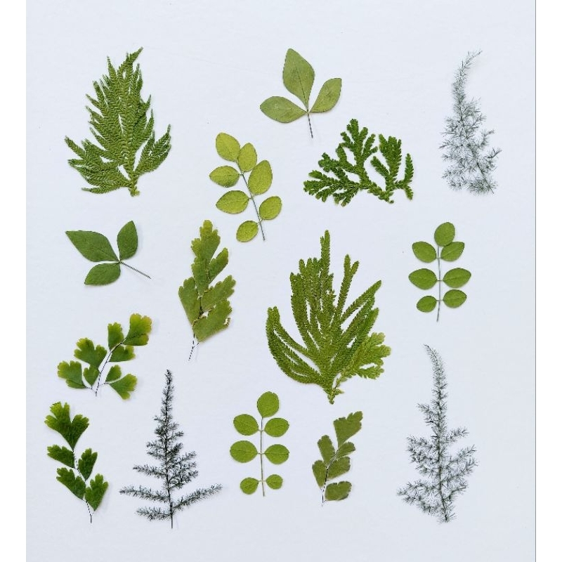 Jual Various Leaves Collection - Jenis Daun - Macam daun - Pressed ...