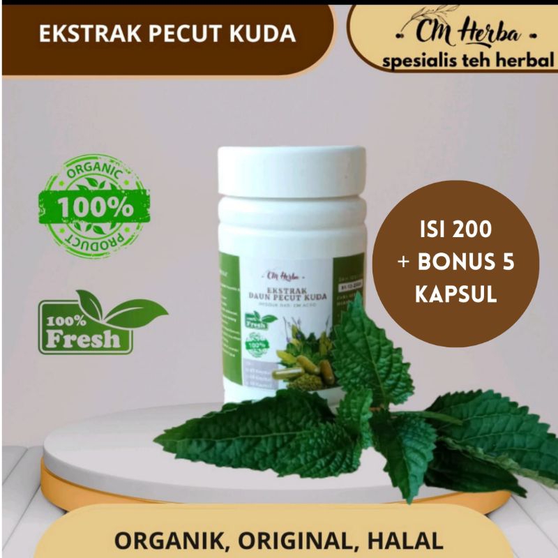 Jual Obat Herbal Extrak Kapsul Daun Pecut kuda/cambuk kuda/jarong.Obat ...