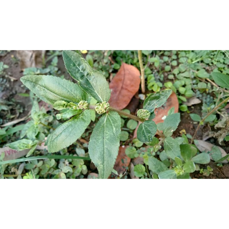 Jual daun patikan kebo asli segar 500g | Shopee Indonesia