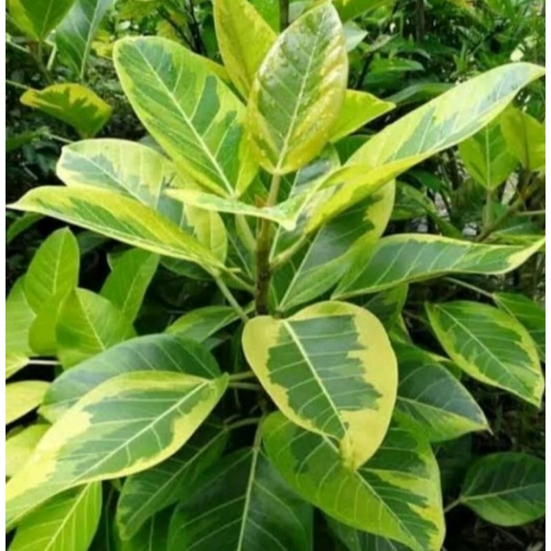 Jual Tanaman Hias Karet Kebo Variegata yellow Rimbun siap tanam ...