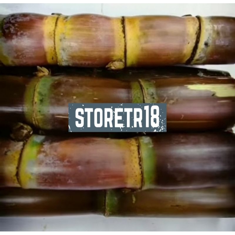 Jual Batang Tebu Merah Fresh Paket 500 Gram | Shopee Indonesia