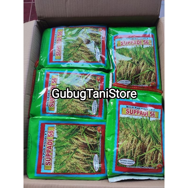 Jual BENIH PADI SUPADI 56 F1 expired 10 2025 | Shopee Indonesia