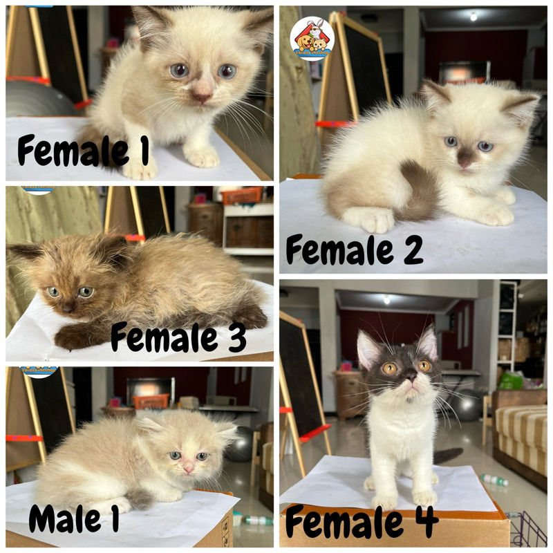 Jual Anak Kucing BSH x Ragdoll Open Adopt Kitten British Short Hair ...