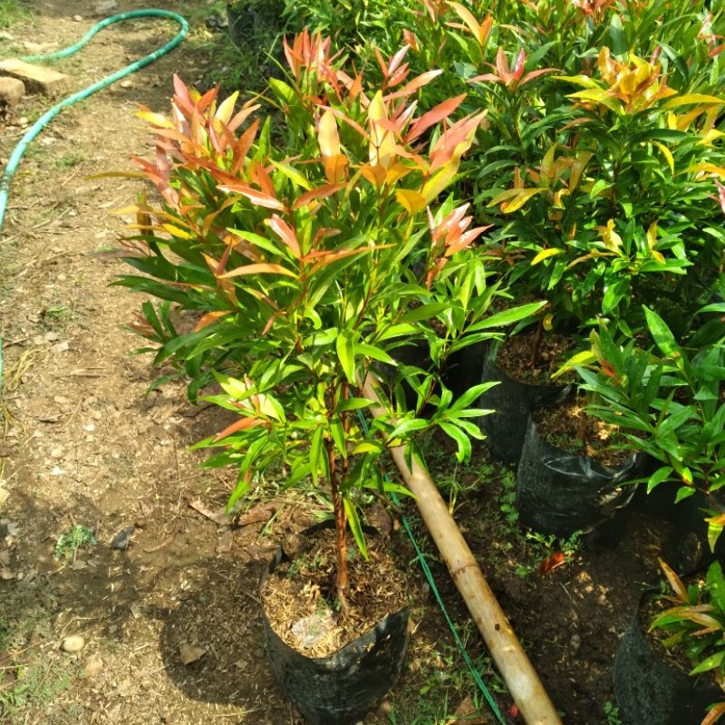Jual Pucuk Merah 60cm Beli 10 Bonus Pupuk | Shopee Indonesia