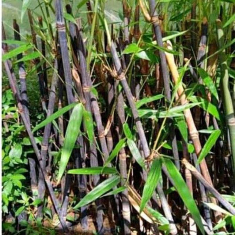 Jual bibit bambu hitam/bambu Wulung/bambu hias/1btg | Shopee Indonesia