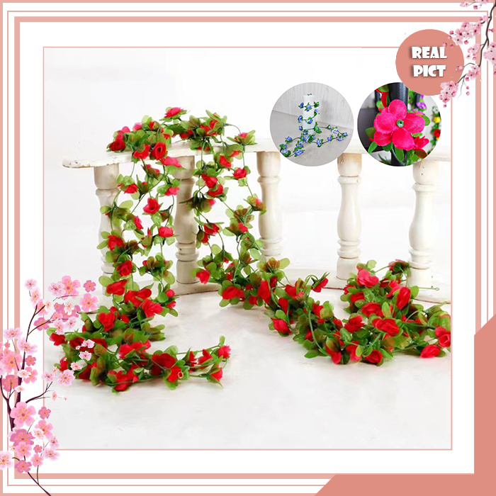 Jual UNICO Tanaman Hias Bunga Rambat Ukuran ± 2.2-2.3 meter Bunga ...