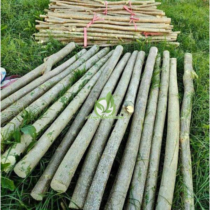 Jual Bibit Pohon Gamal 1,5 meter Cutting Stek Media Rambat Vanili ...